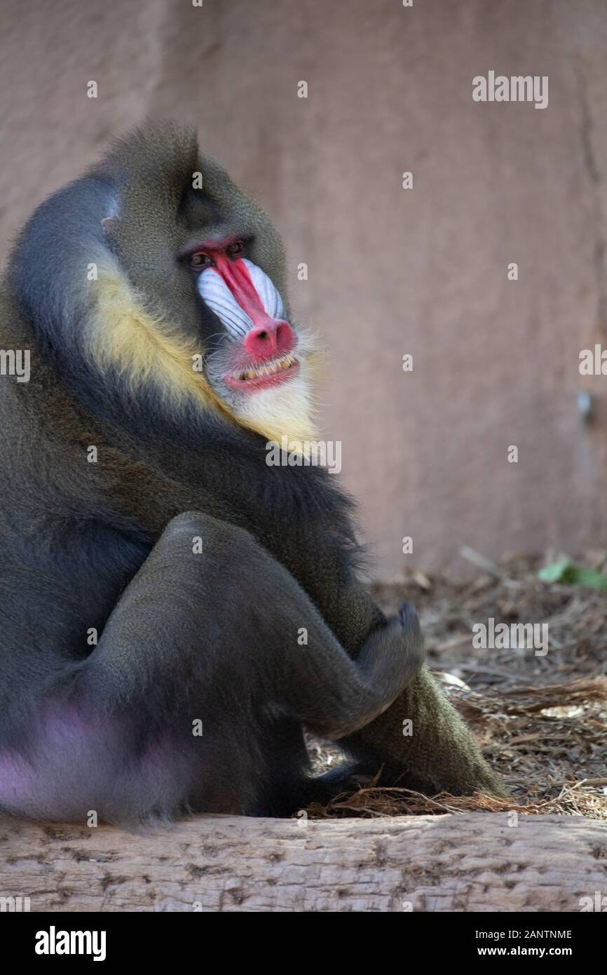 Mandrill exhibit hi-res stock photography and images - Alamy