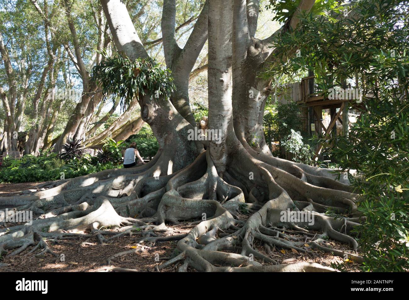 A woman sitting on a root of a giant ficus tree at Marie Selby ...