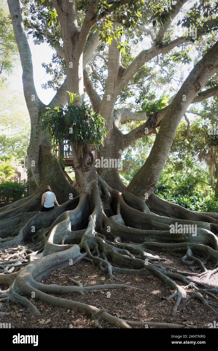 A woman sitting on a root of a giant ficus tree at Marie Selby ...