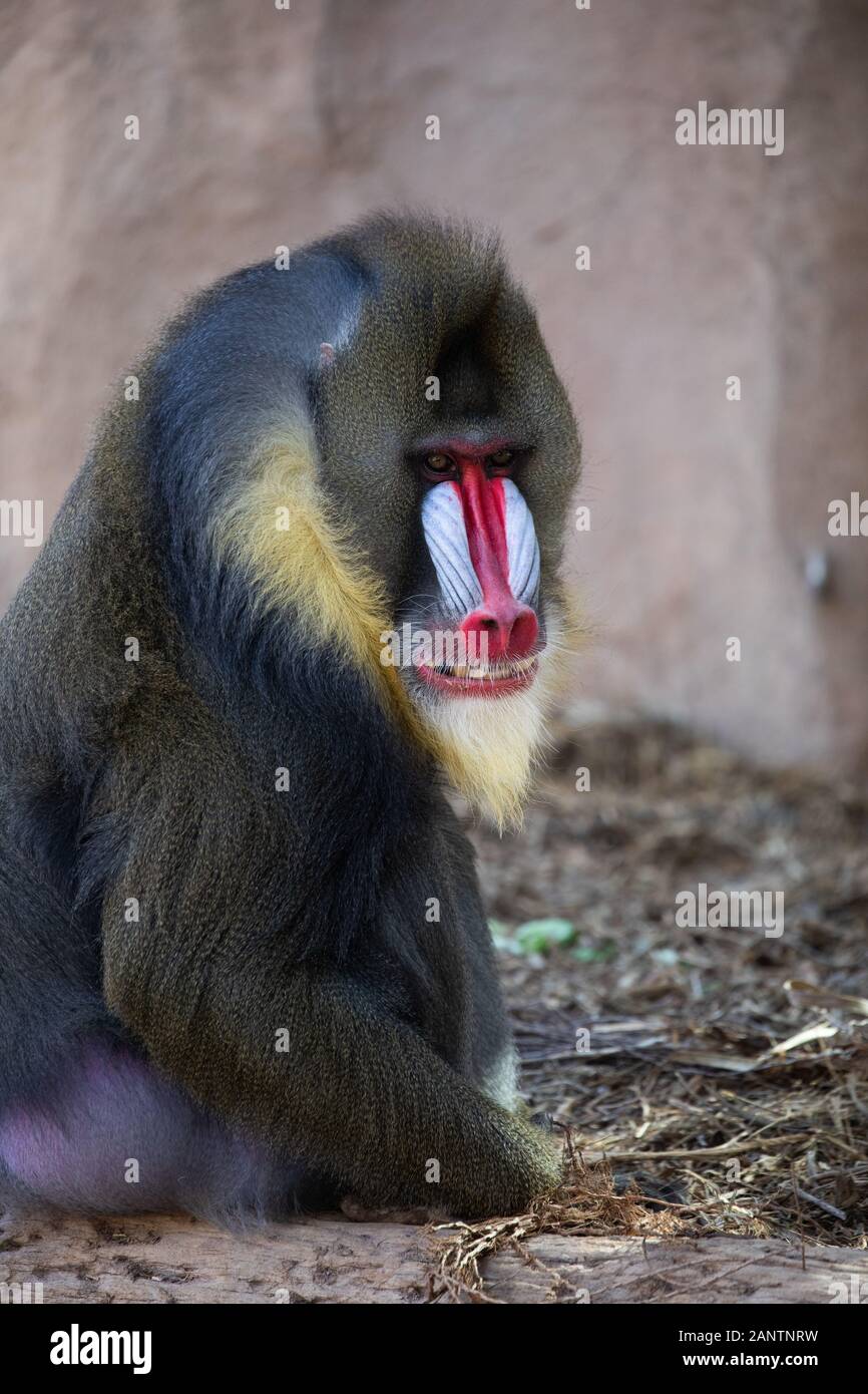 Male and female mandrill hi-res stock photography and images - Alamy
