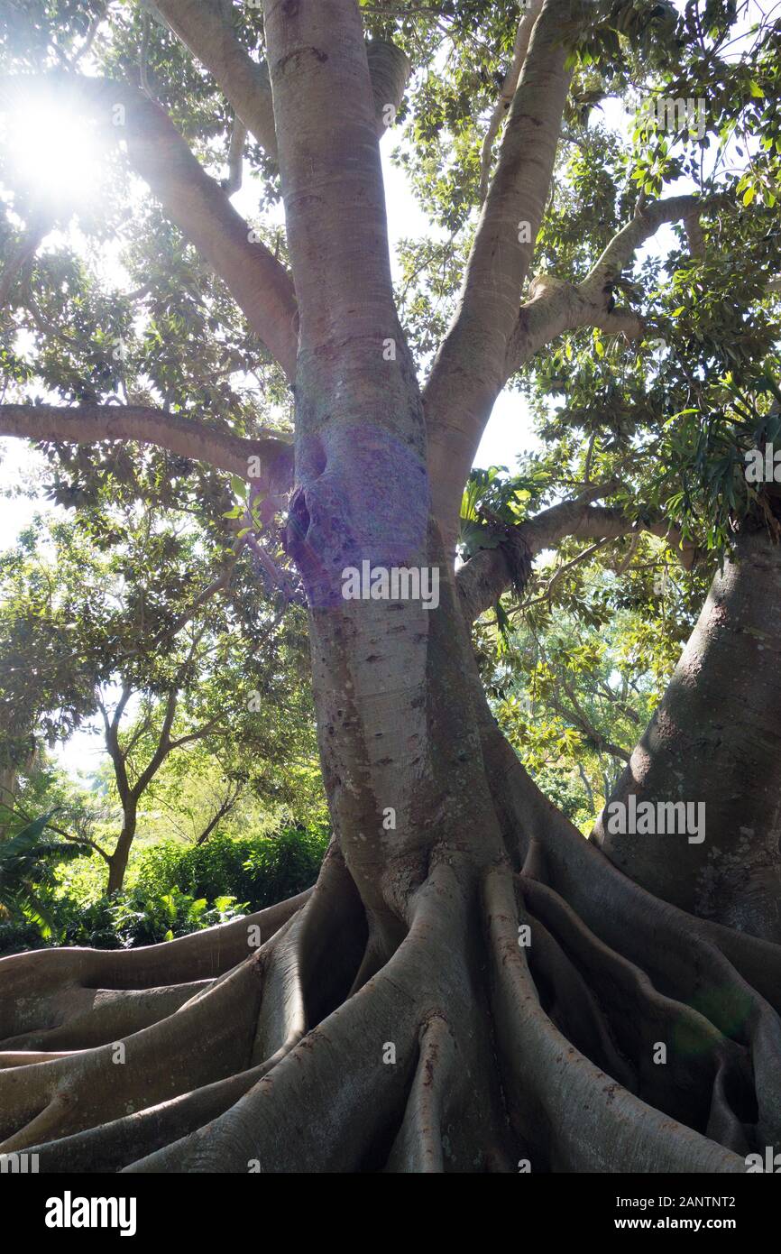 Sarasota Florida Garden High Resolution Stock Photography and Images ...