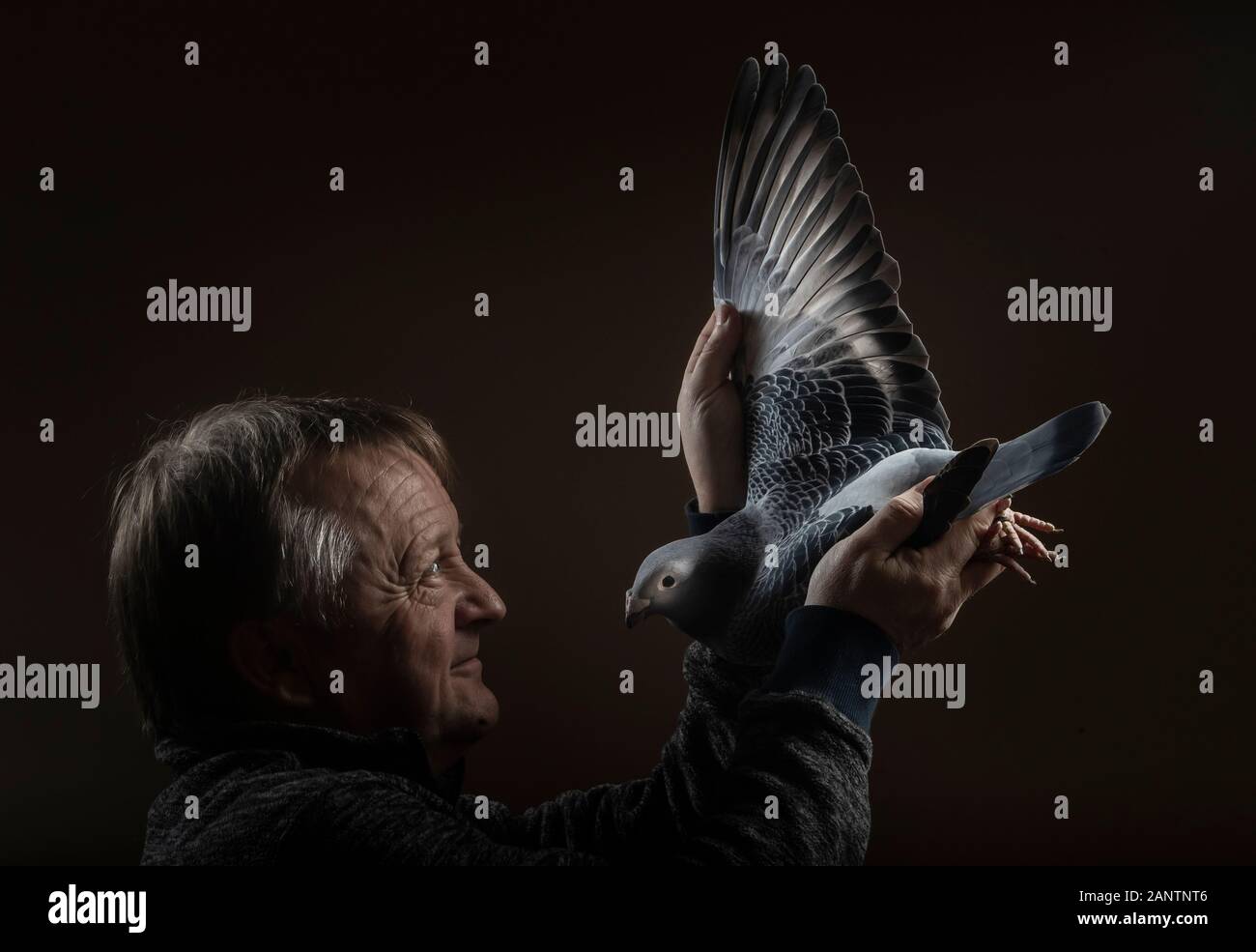 John Bell holding his show racer pigeon during British Homing World ...