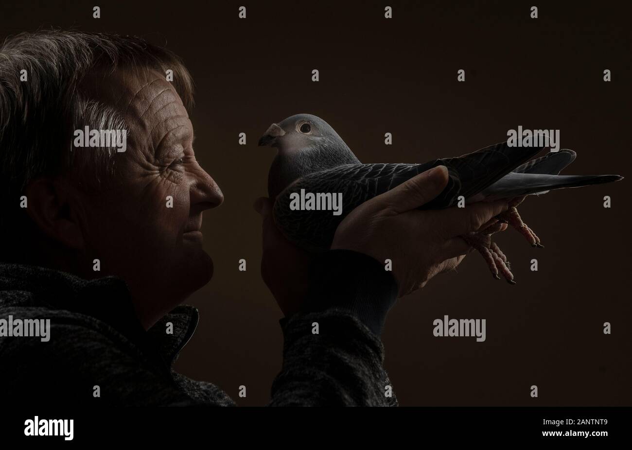 John Bell holding his show racer pigeon during British Homing World ...