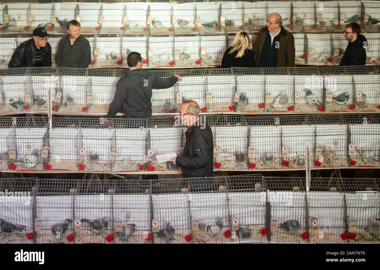 People look at rows of pigeons during British Homing World Show of the ...