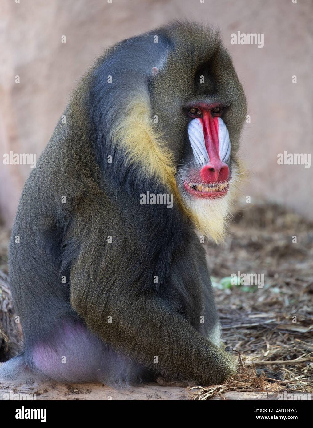 Mandrill Primate in Phoenix Zoo, Arizona, USA Stock Photo - Alamy
