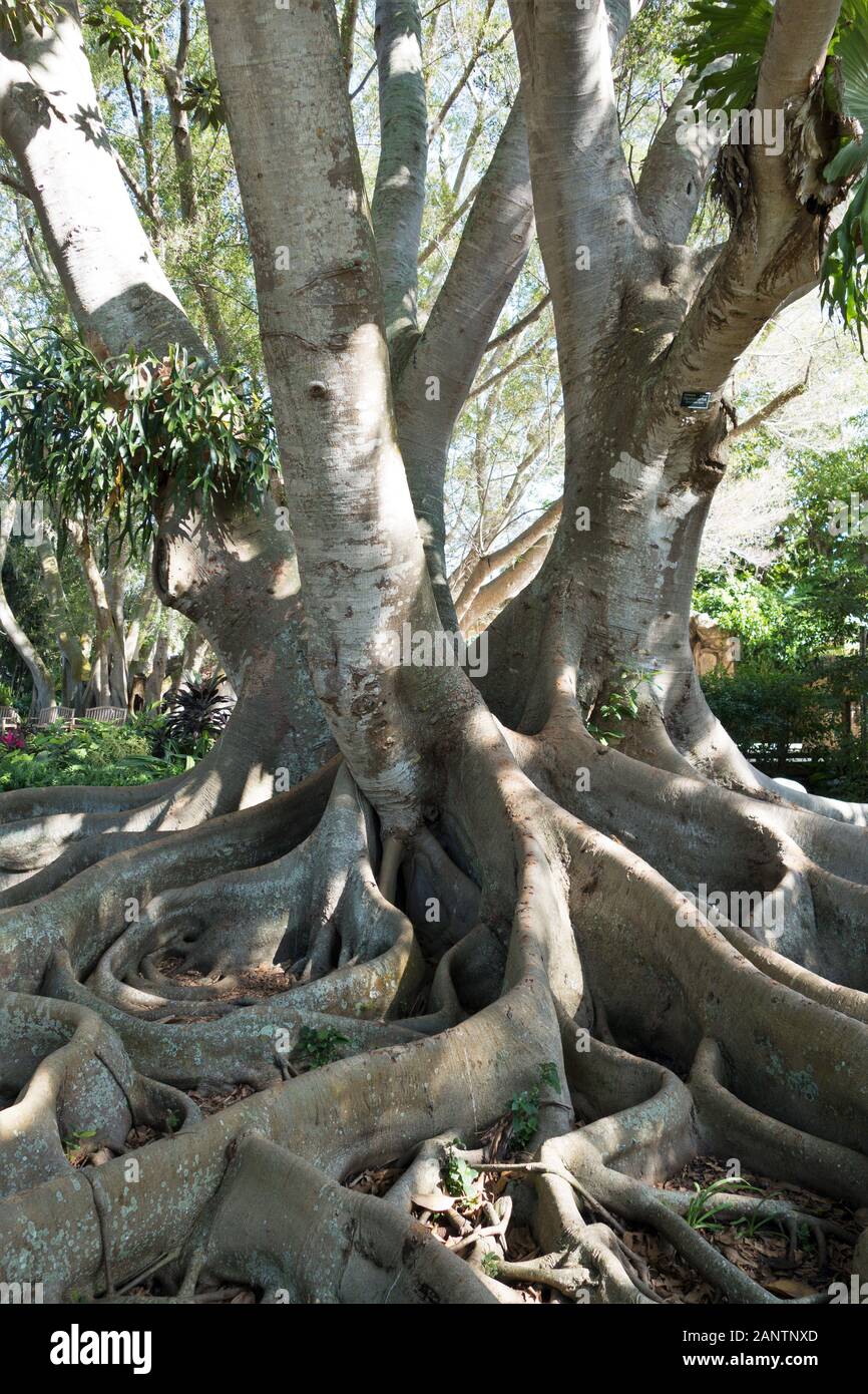 Sarasota Florida Garden High Resolution Stock Photography and Images ...