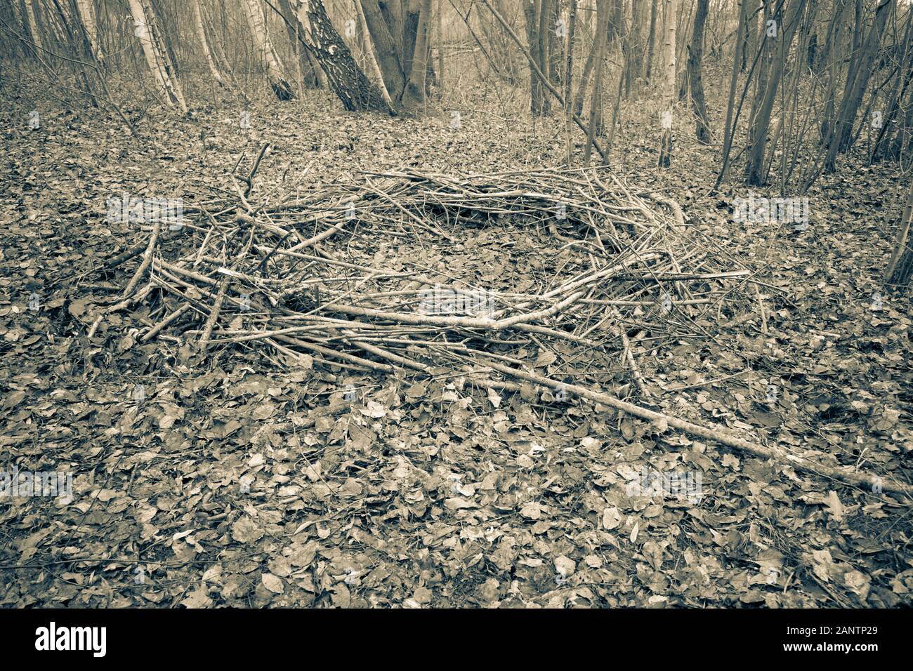 in a forest lies a mysterious circle of branches, which looks like a ...