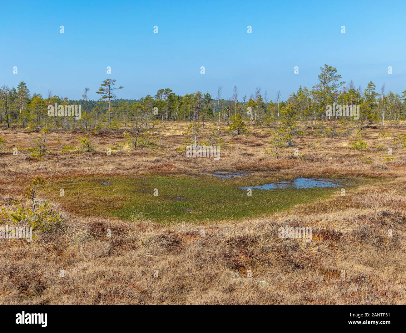 simple swamp landscape with swamp grass and moss in the foreground ...