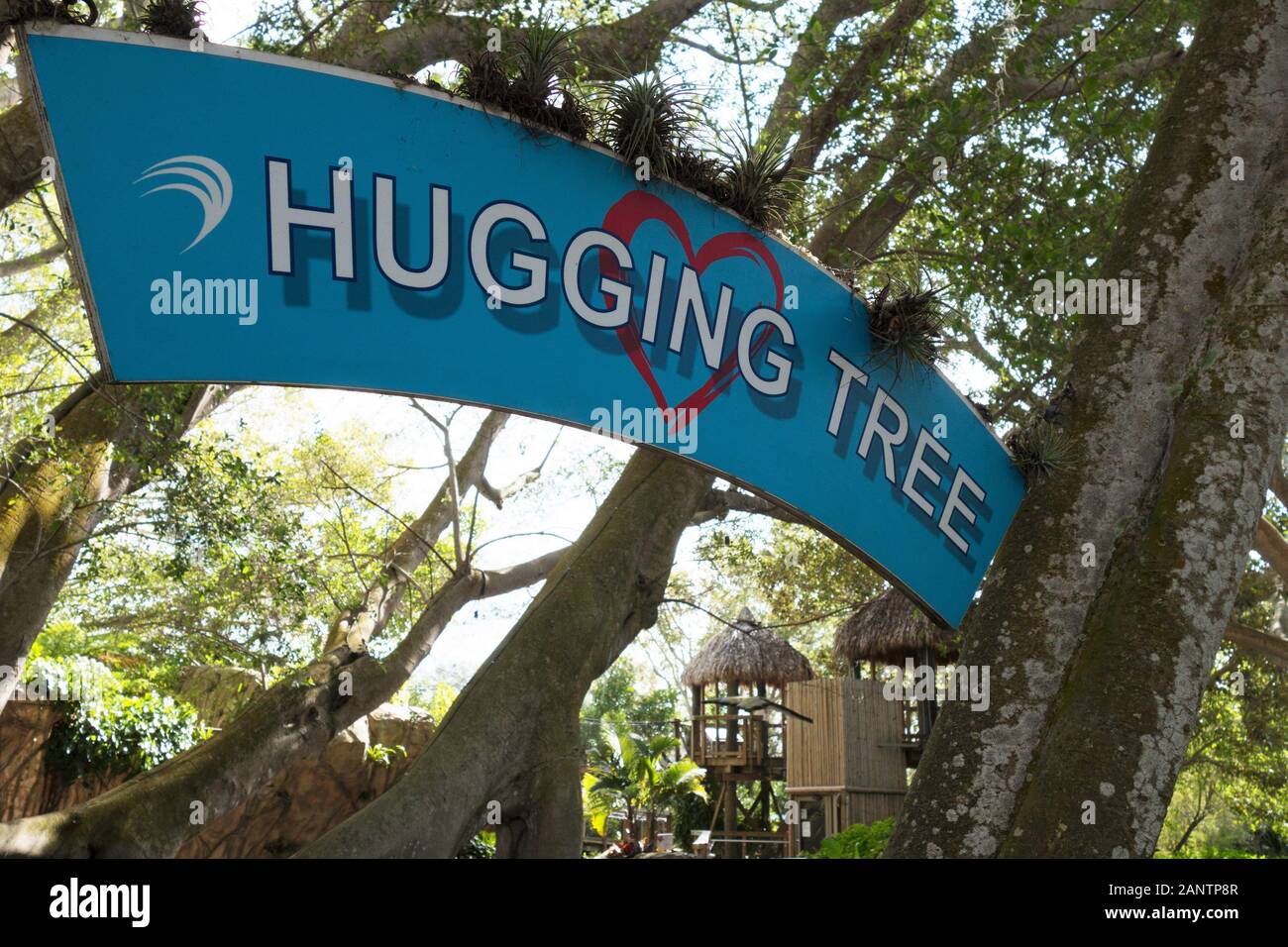 Tree hugging winter hi-res stock photography and images - Alamy