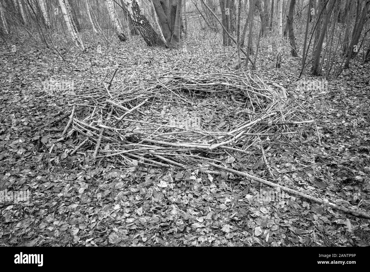 in a forest lies a mysterious circle of branches, which looks like a ...