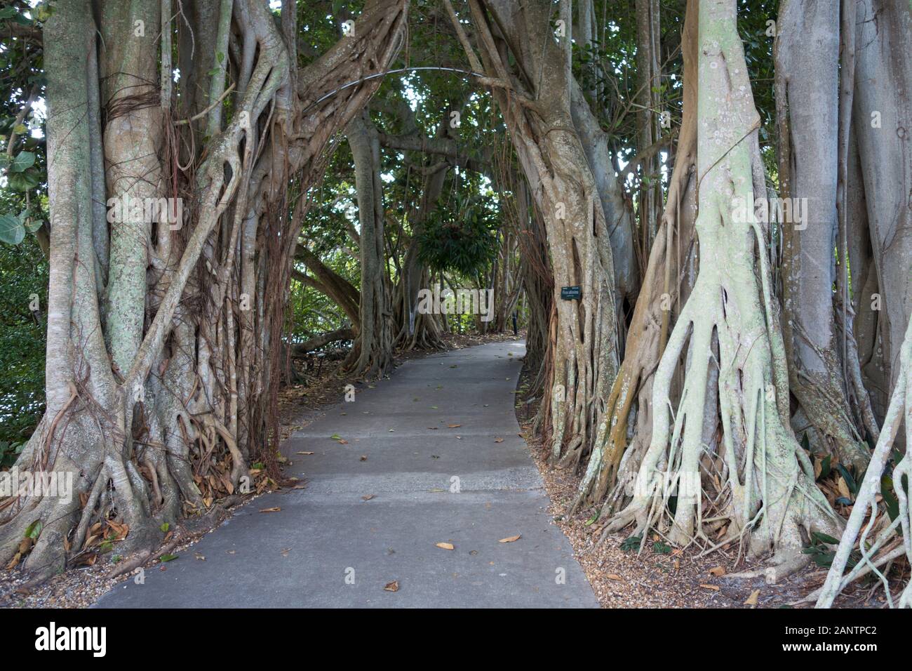 A row of ficus trees line a trail at Marie Selby Botanical Gardens in ...