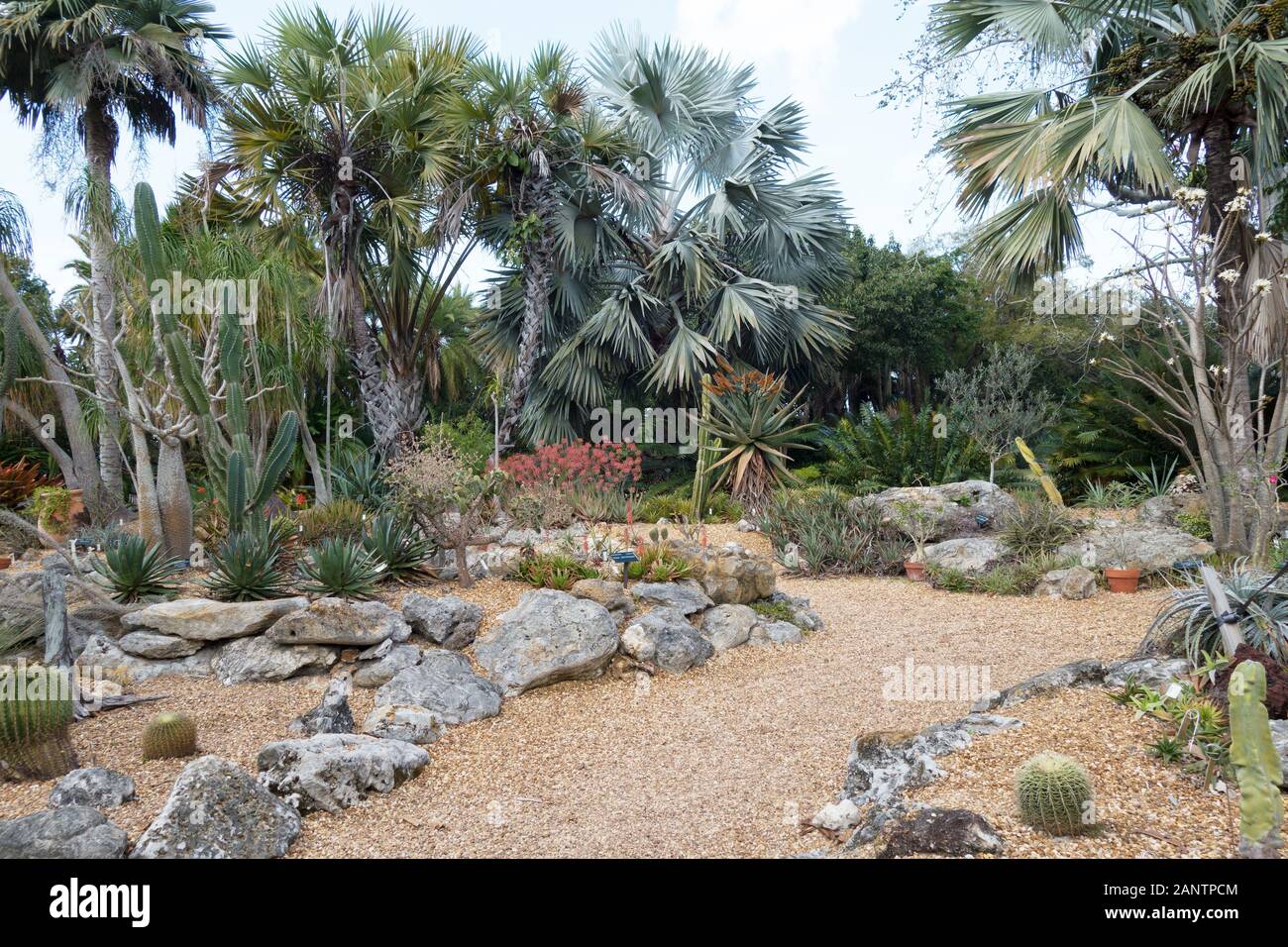 Florida Cactus Landscape Florida Cactus