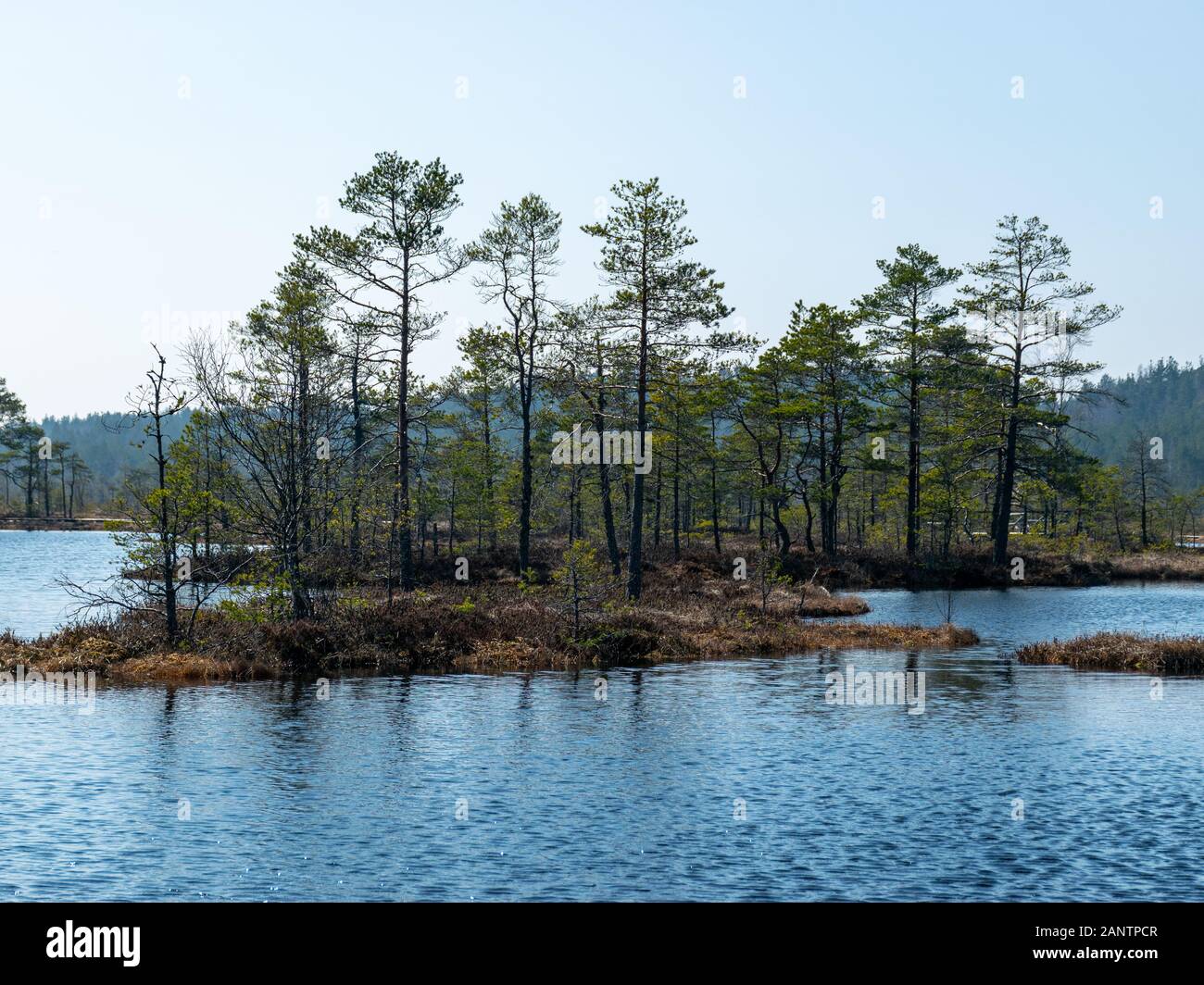 simple swamp landscape with swamp grass and moss in the foreground ...