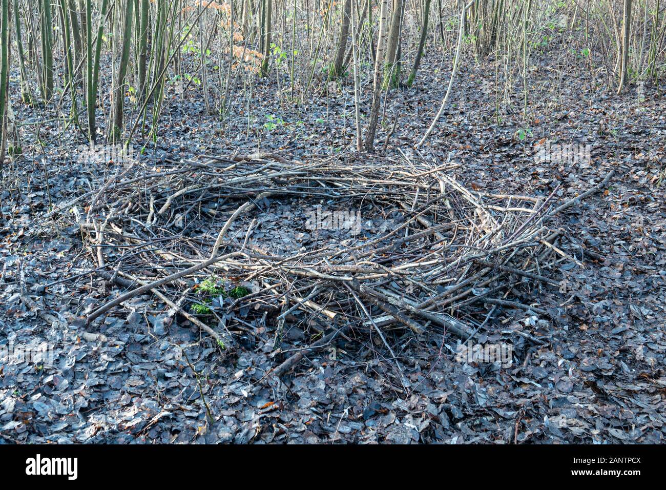 in a forest lies a mysterious circle of branches, which looks like a ...