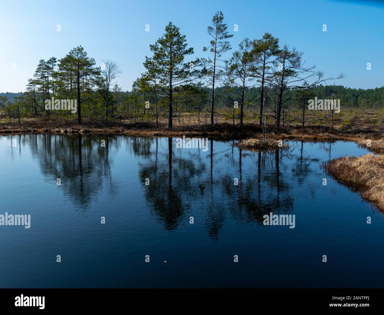 simple swamp landscape with swamp grass and moss in the foreground ...