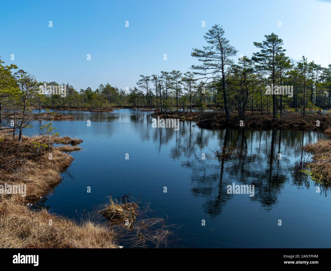 simple swamp landscape with swamp grass and moss in the foreground ...