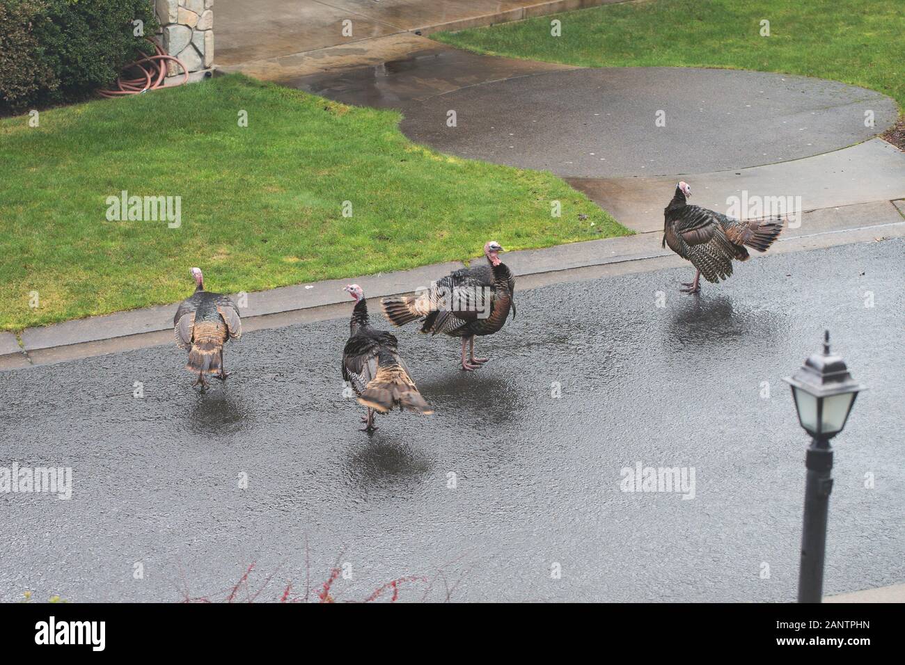 Wild turkeys on a street in Eugene, Oregon, USA Stock Photo - Alamy