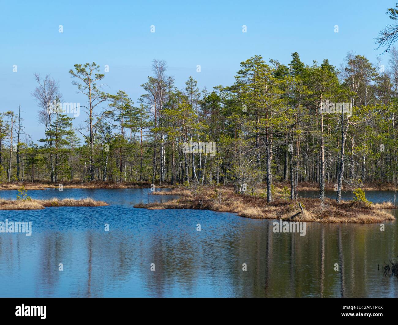 simple swamp landscape with swamp grass and moss in the foreground ...