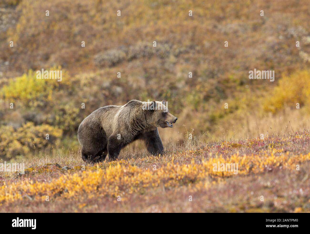 Grizzly Bear in Autumn in Alaska Stock Photo - Alamy