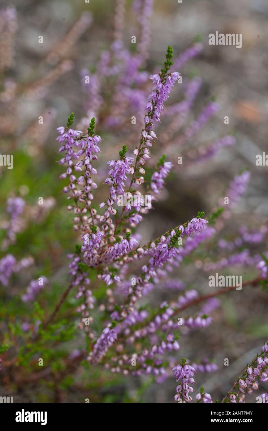 COMMON HEATHER Calluna Vulgaris iconic flower of Scottland Stock Photo ...