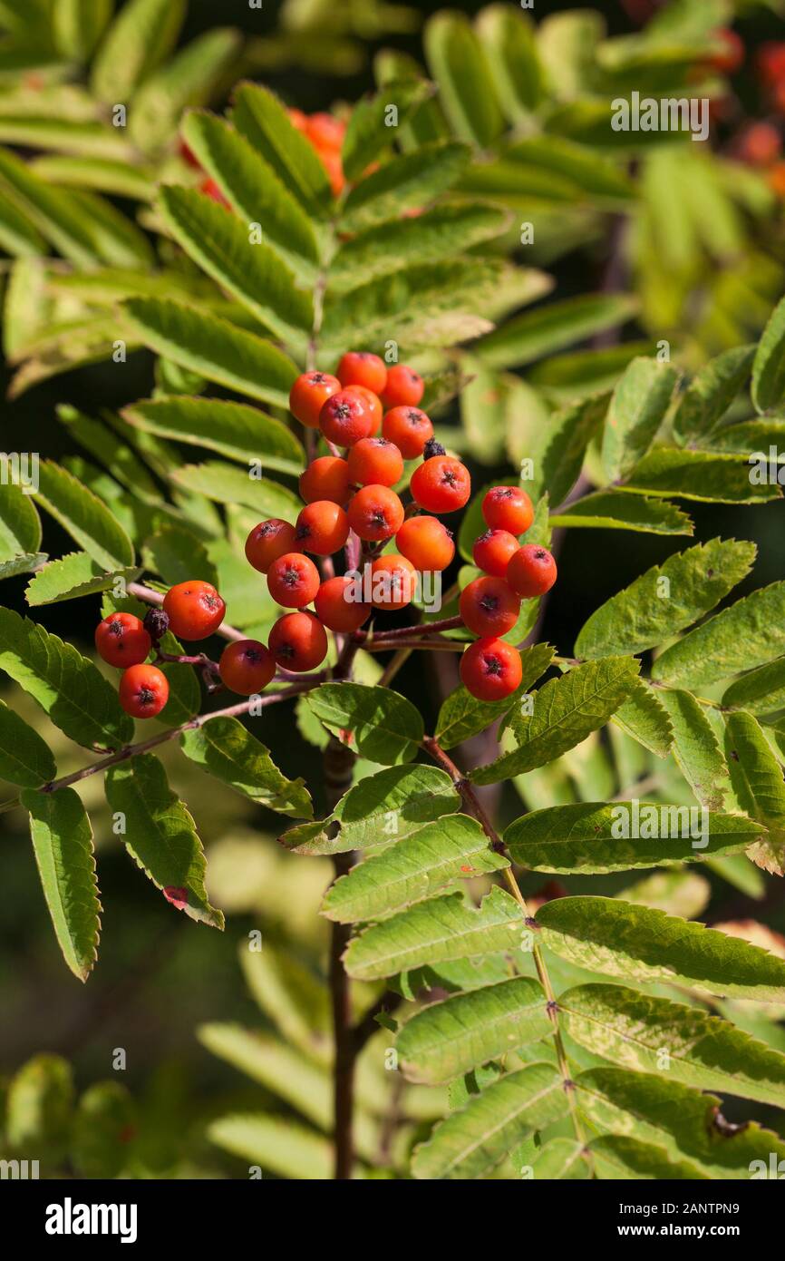 Red berries rowan trees hi-res stock photography and images - Alamy