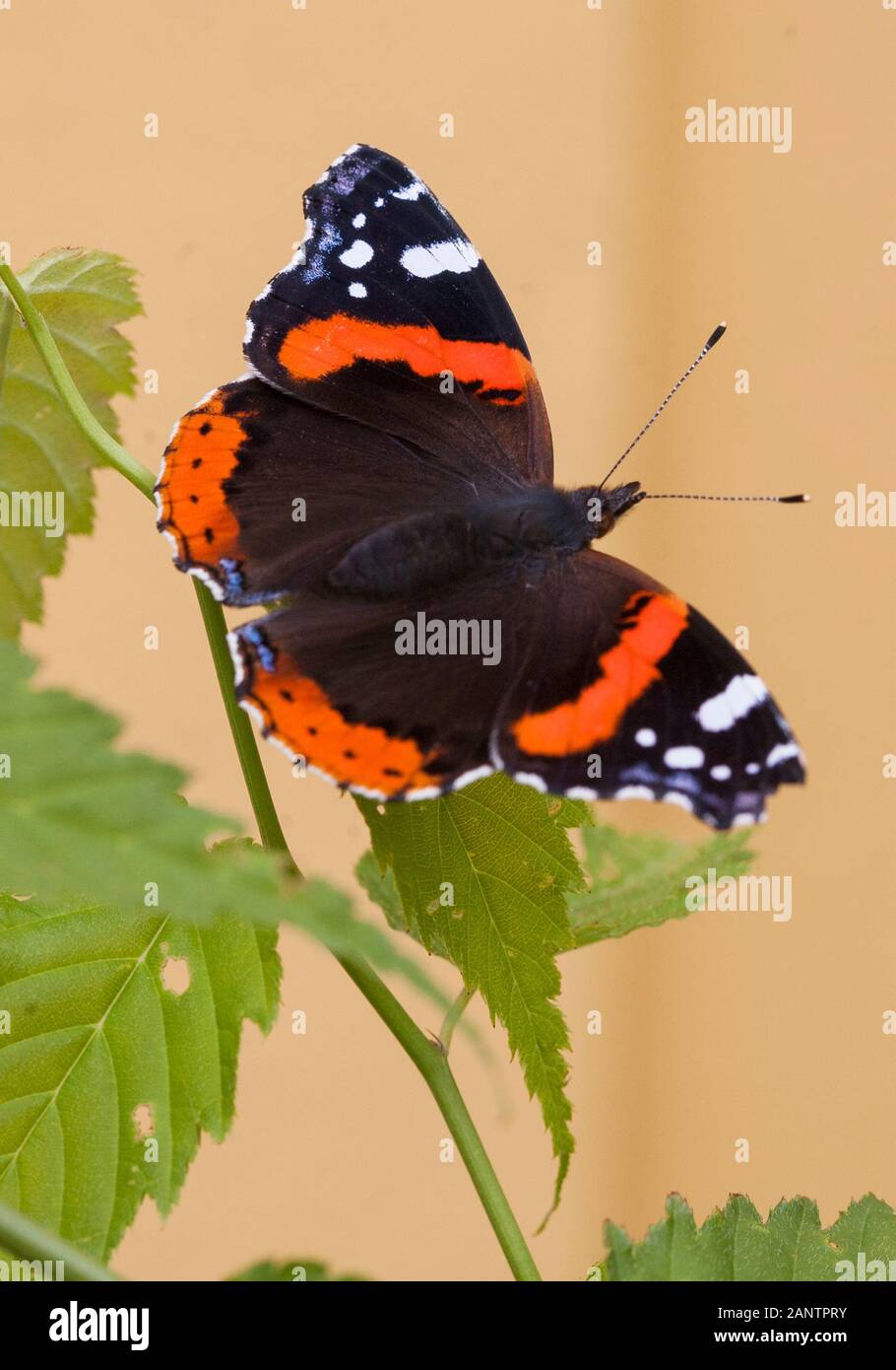 THE RED ADMIRAL butterfly Vanessa atalanta Stock Photo - Alamy