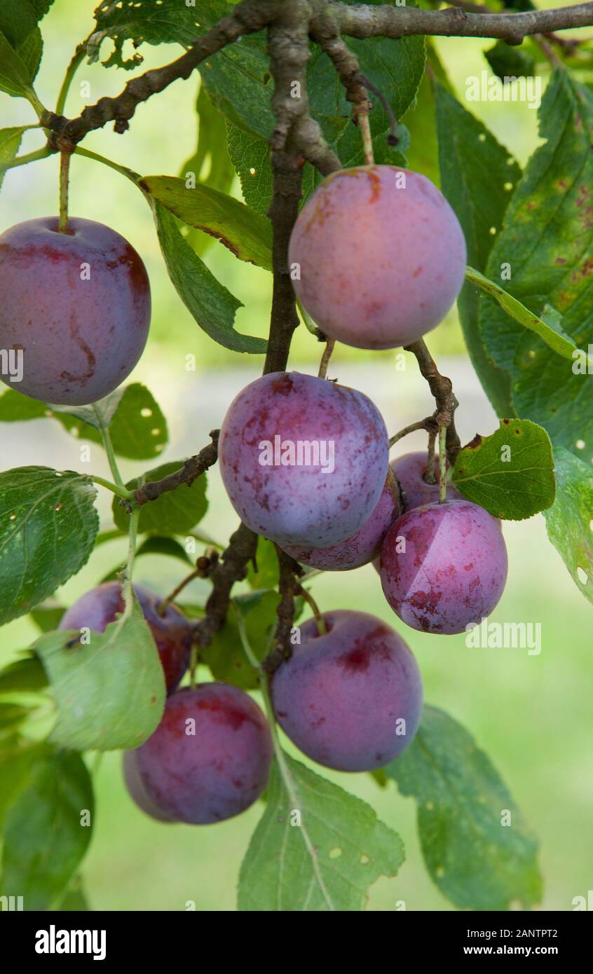 Victoria plum tree garden hi-res stock photography and images - Alamy