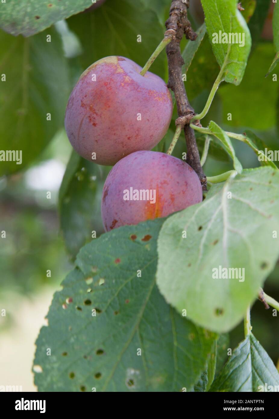 Plum victoria tree hi-res stock photography and images - Alamy