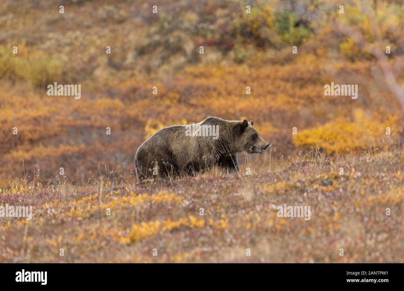 Grizzly Bear in Autumn in Alaska Stock Photo - Alamy