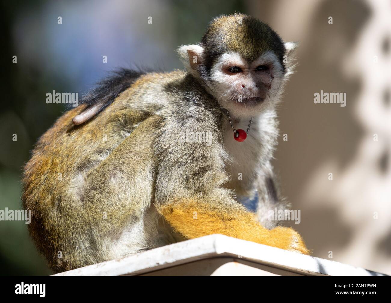 Squirrel Monkey in Phoenix Zoo, Arizona, USA Stock Photo - Alamy