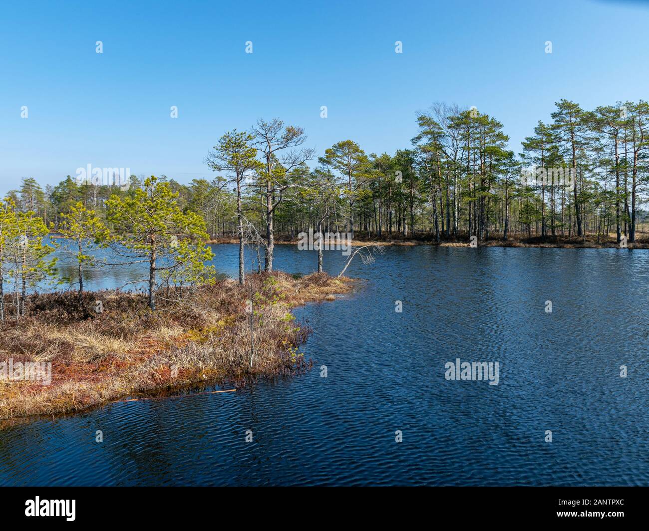 simple swamp landscape with swamp grass and moss in the foreground ...