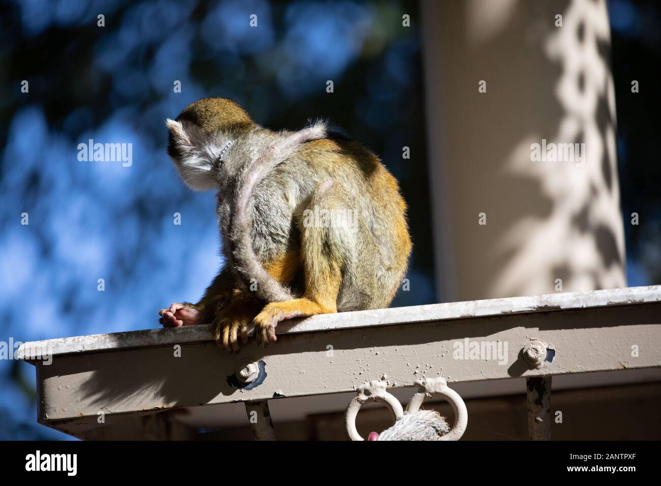 Squirrel Monkey in Phoenix Zoo, Arizona, USA Stock Photo - Alamy