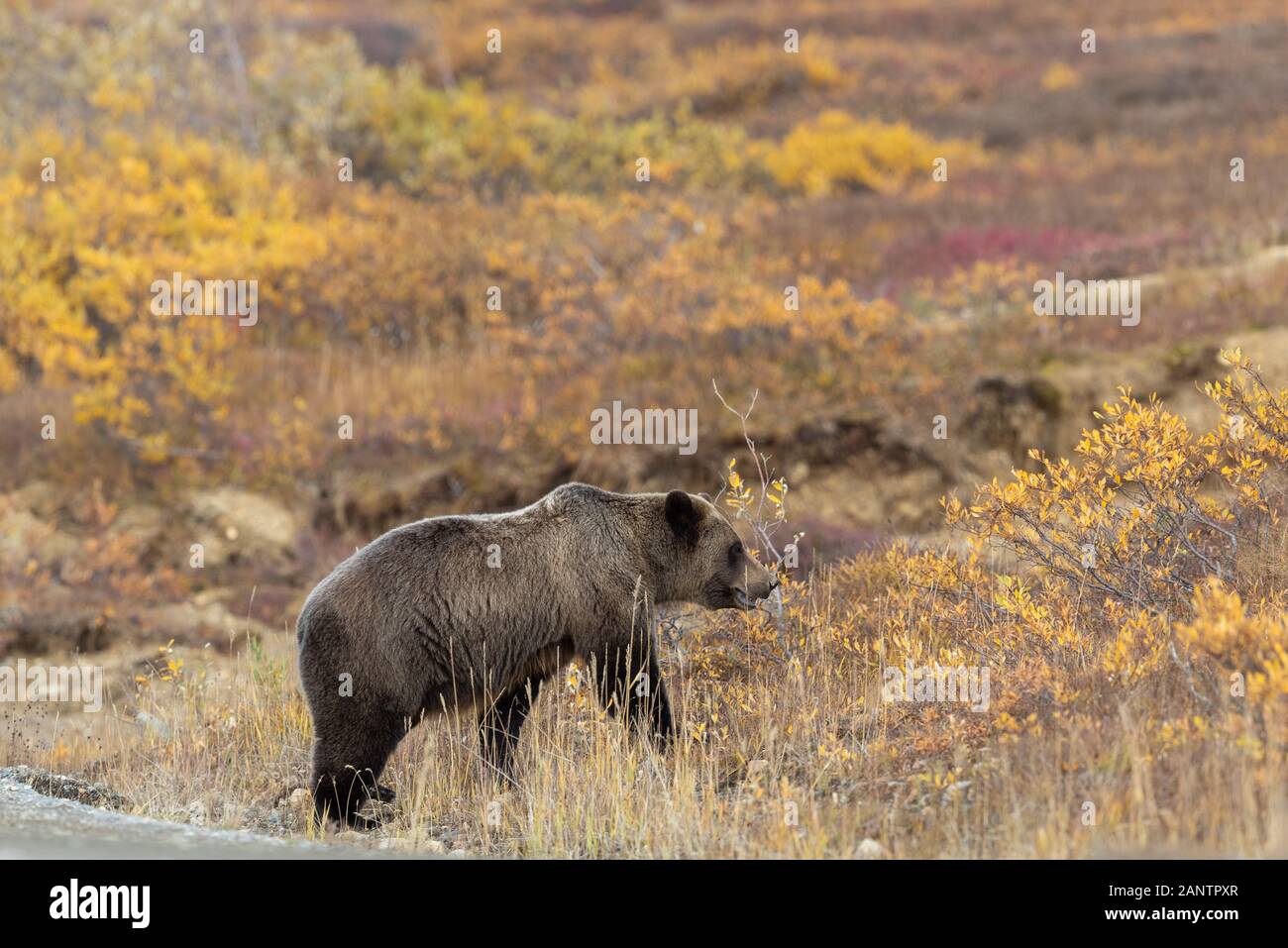 Grizzly Bear in Autumn in Alaska Stock Photo - Alamy