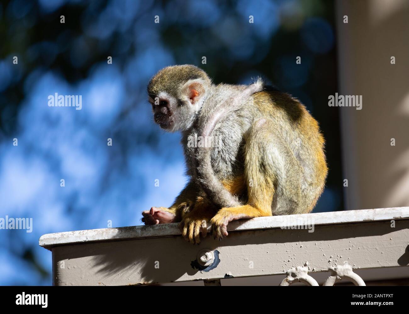 Squirrel Monkey in Phoenix Zoo, Arizona, USA Stock Photo - Alamy