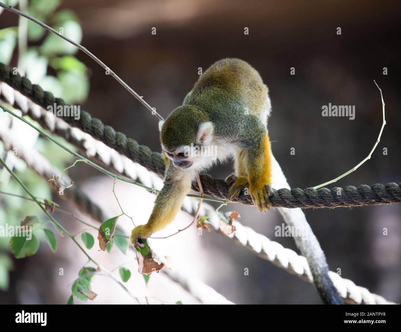 Squirrel Monkey in Phoenix Zoo, Arizona, USA Stock Photo - Alamy