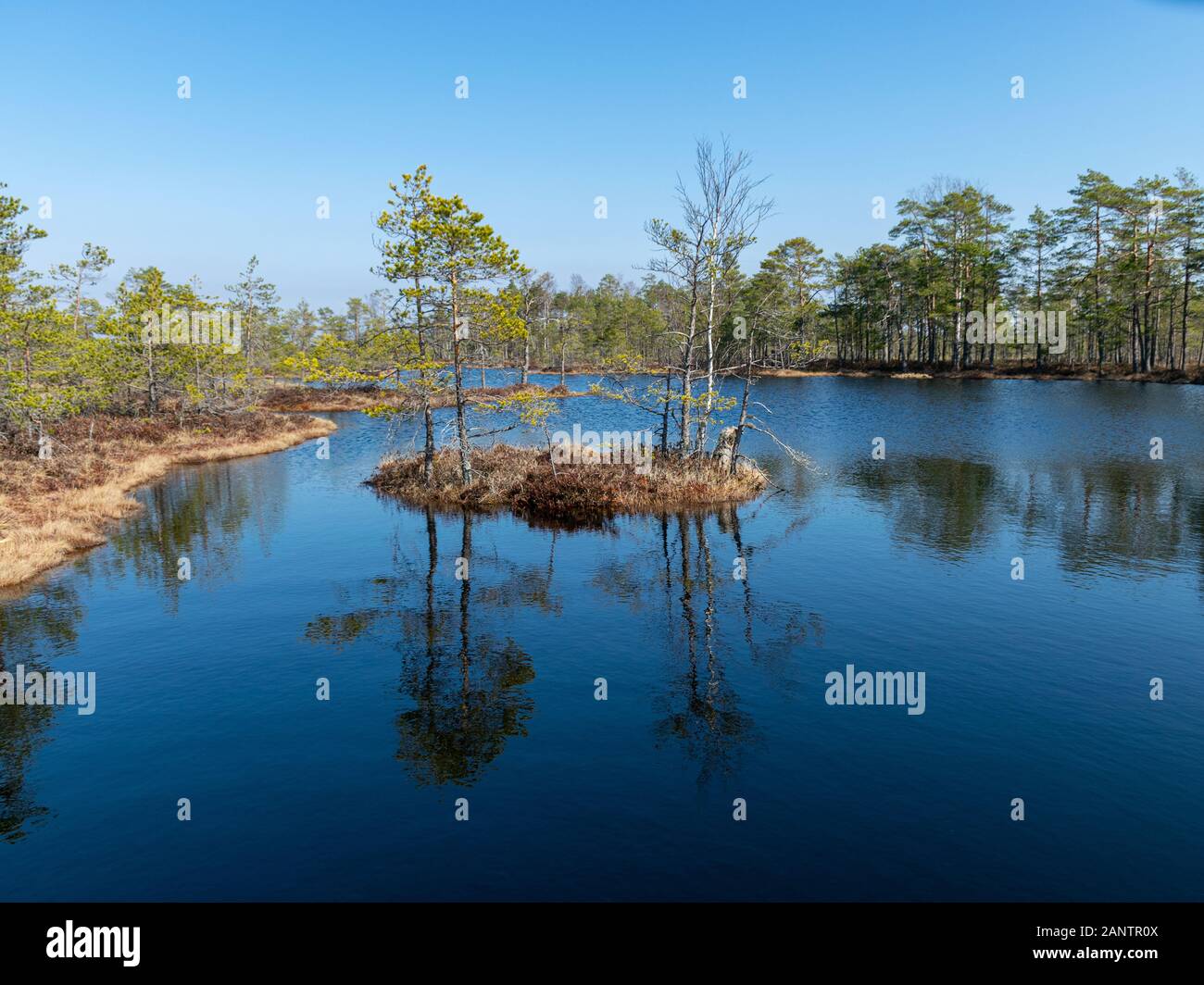 simple swamp landscape with swamp grass and moss in the foreground ...