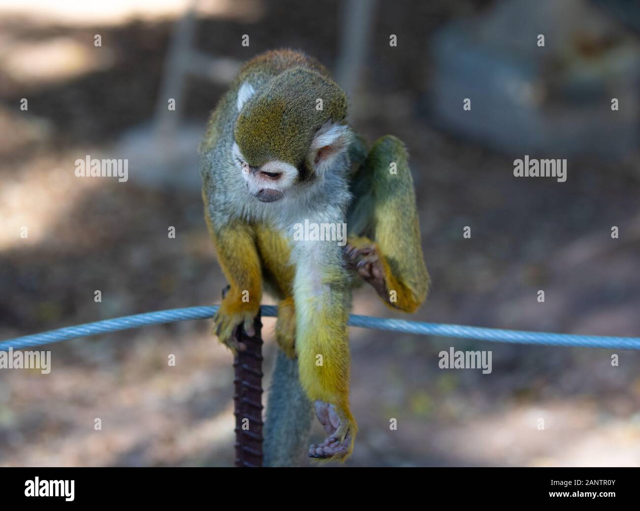 Squirrel Monkey in Phoenix Zoo, Arizona, USA Stock Photo - Alamy