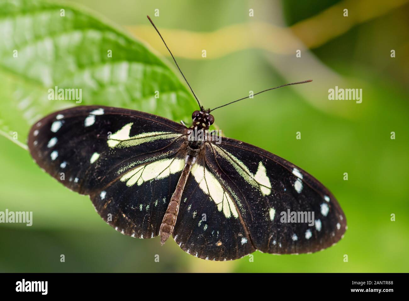 Atthis longwing - Heliconius atthis, beautiful colored brushfoot ...