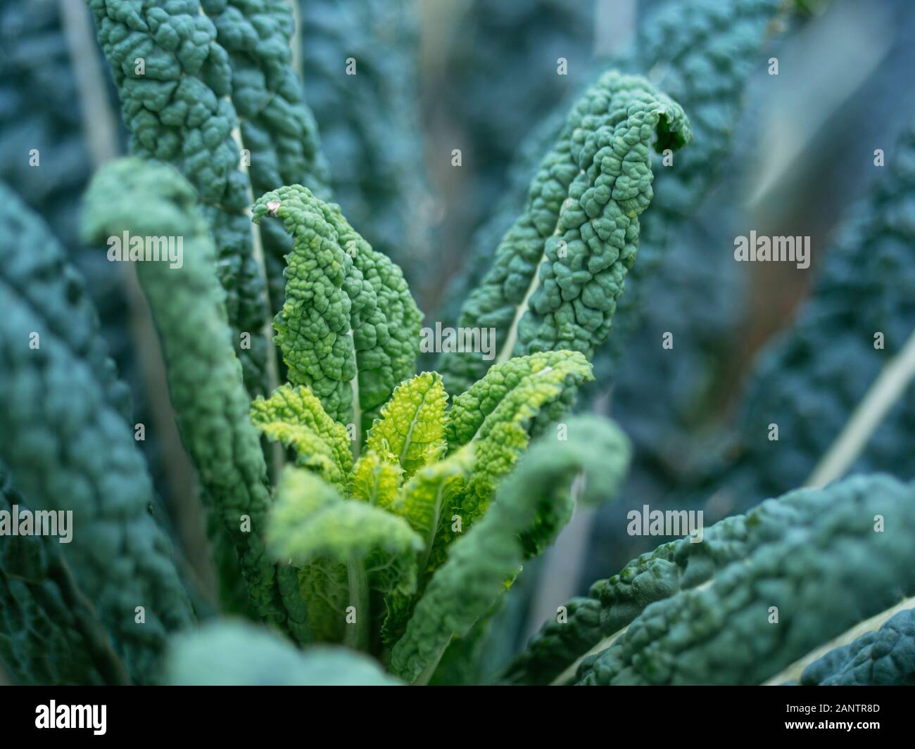 Cavolo nero black tuscan kale in vegetable garden hi-res stock ...