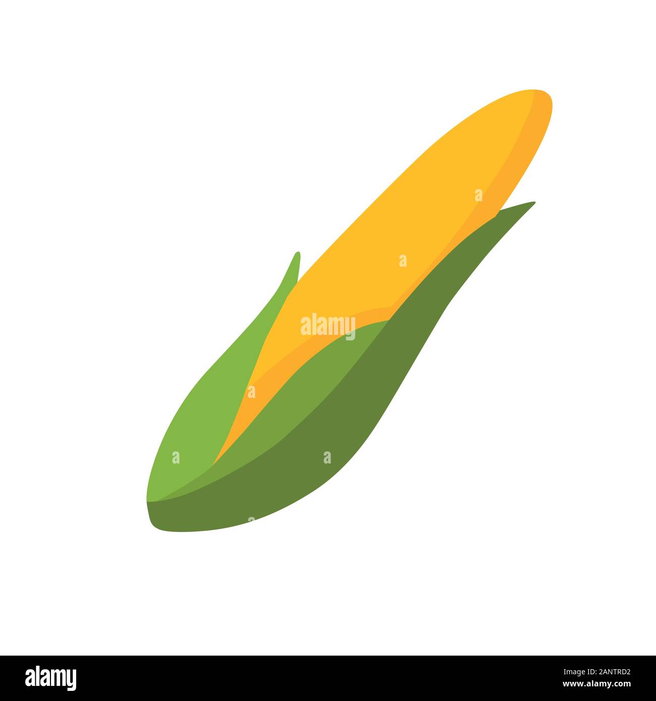 Corn simple vector. Flat sweetcorn hand drawn illustration isolated on ...