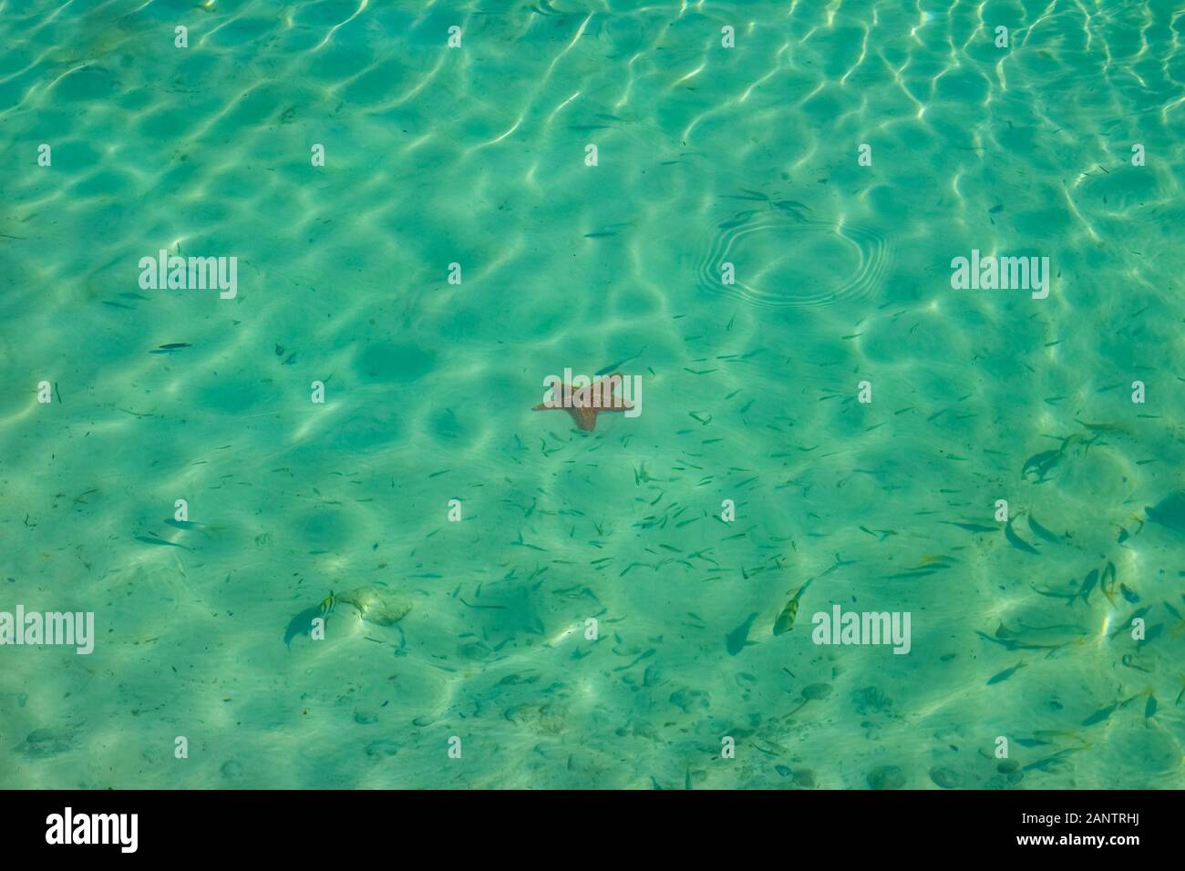 Starfish in blue water with light reflection Stock Photo - Alamy