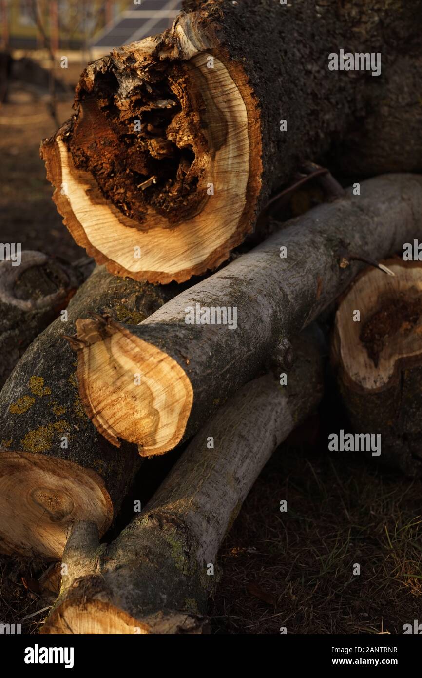 Pile of old sawn trunks and tree branches Stock Photo - Alamy