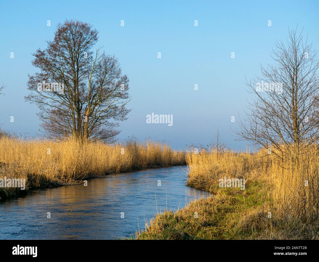 spring landscape with small river mouth, dry reeds Stock Photo - Alamy