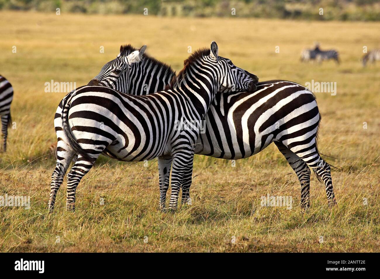 BURCHELL'S ZEBRA equus burchelli, PAIR GROOMING, MASAI MARA PARK IN ...