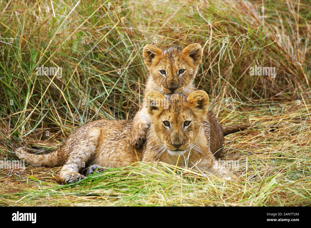 AFRICAN LION panthera leo, CUB LAYING, MASAI MARA PARK IN KENYA Stock ...