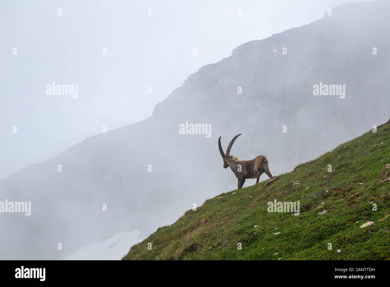 Capra ibex. Steinbock. Alpine fauna, Kodnitztal valley in ...