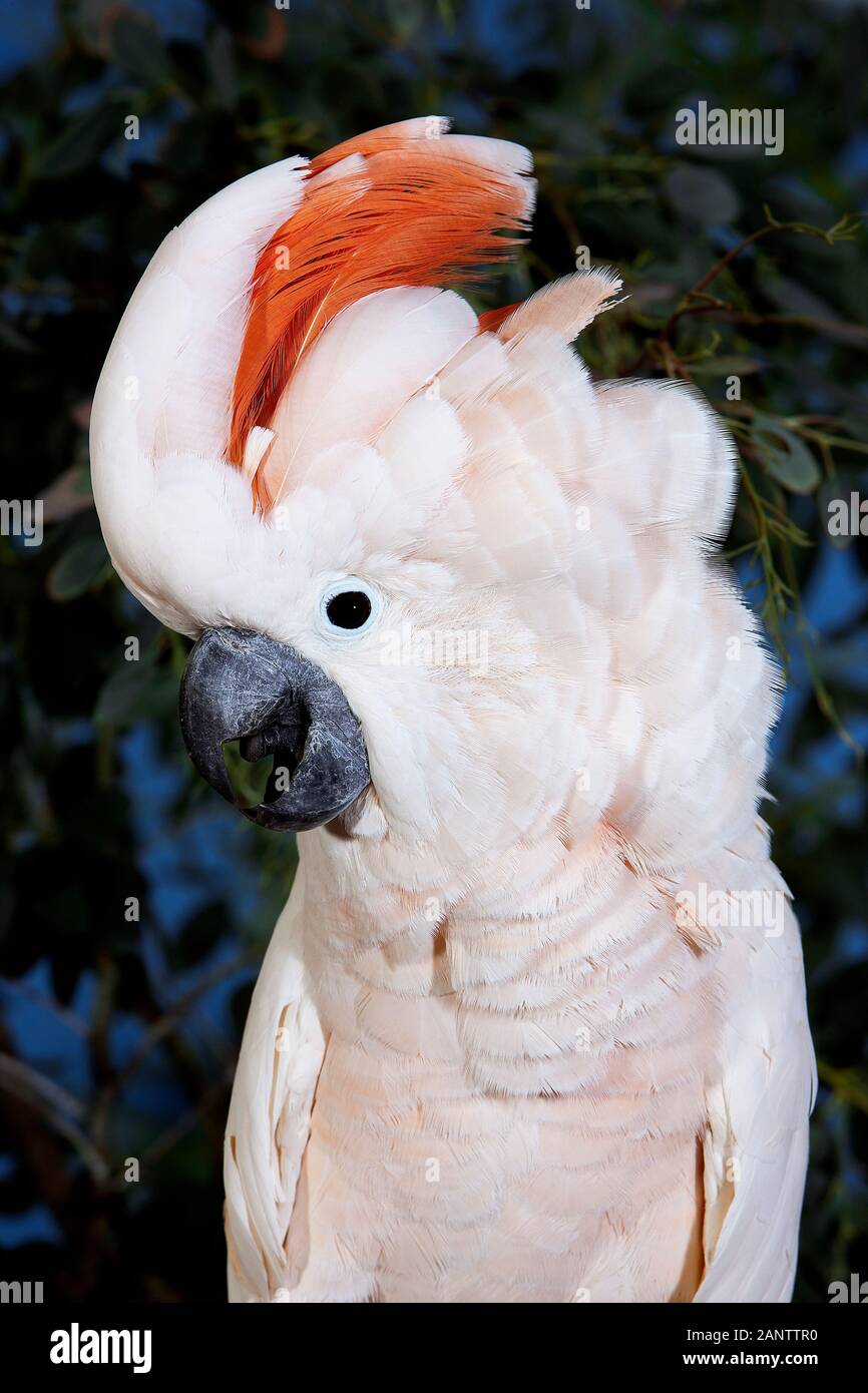 Moluccan Cockatoos