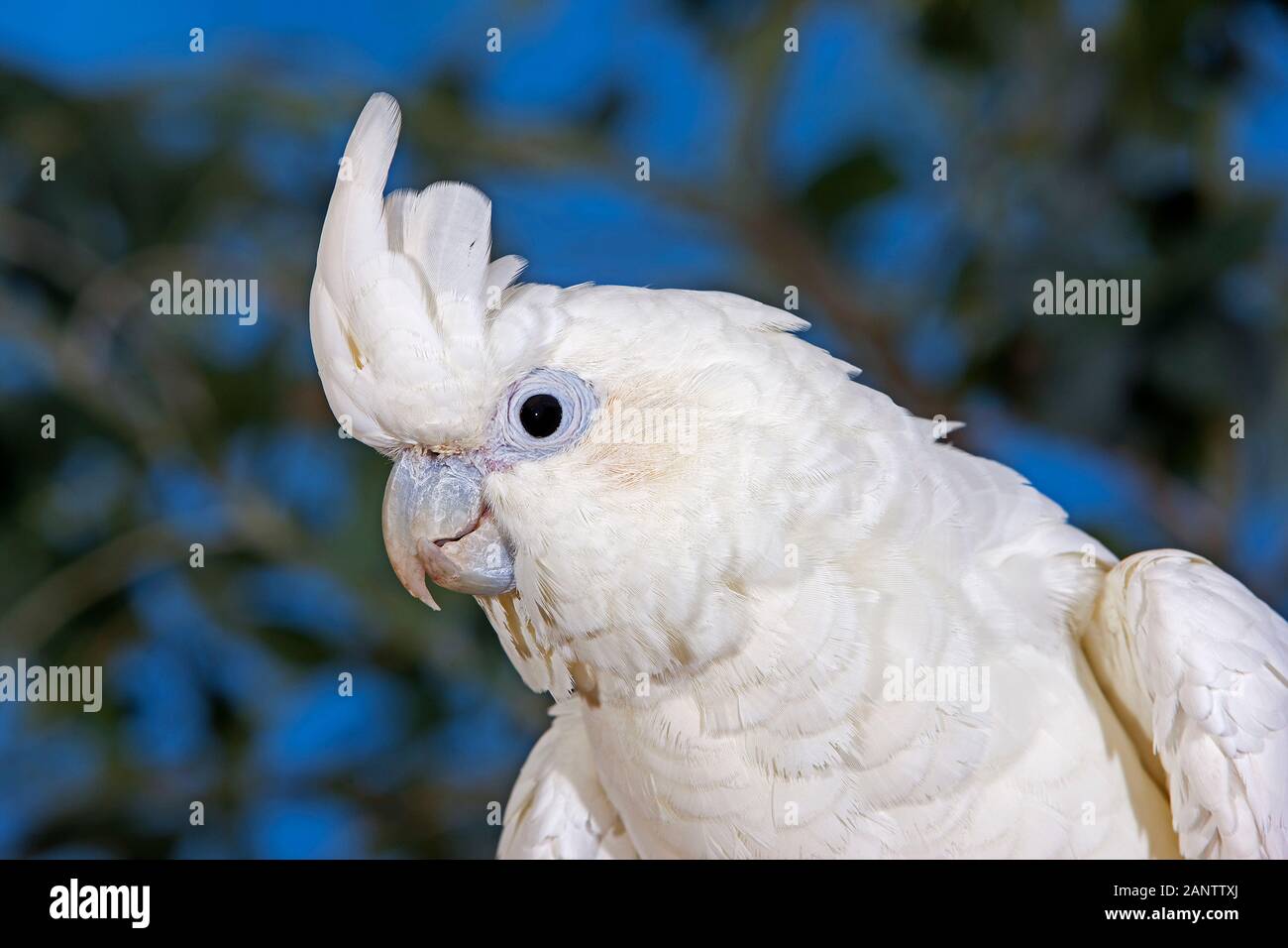 PHILIPPINE COCKATOO OR RED-VENTED COCKATOO cacatua haematuropygia ...