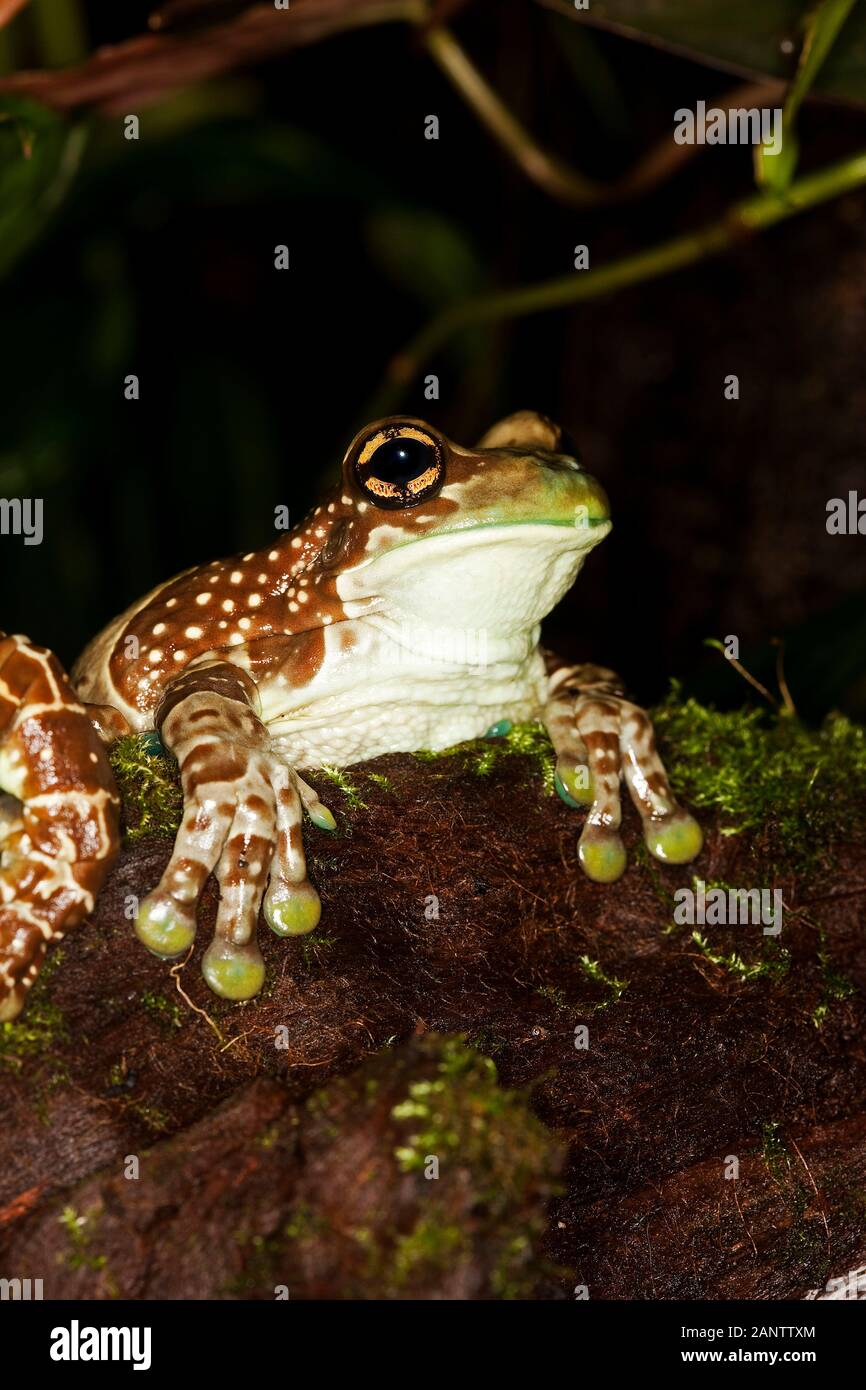 AMAZON MILK FROG phrynohyas resinifictrix, ADULT STANDING ON MOSS Stock ...