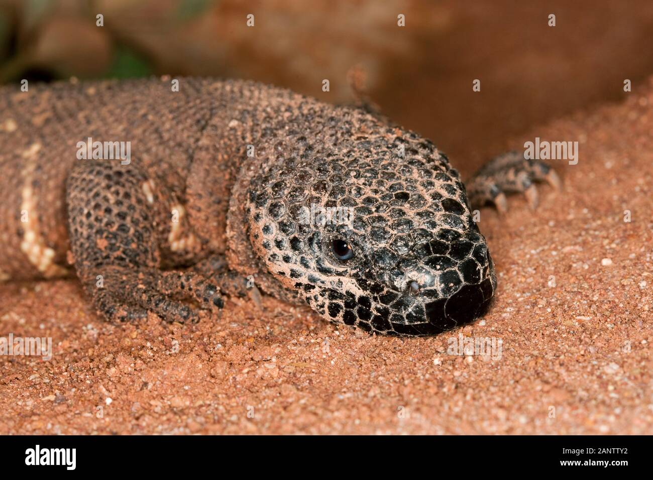 BEADED LIZARD heloderma horridum, A VENOMOUS SPECY, ADULT Stock Photo ...